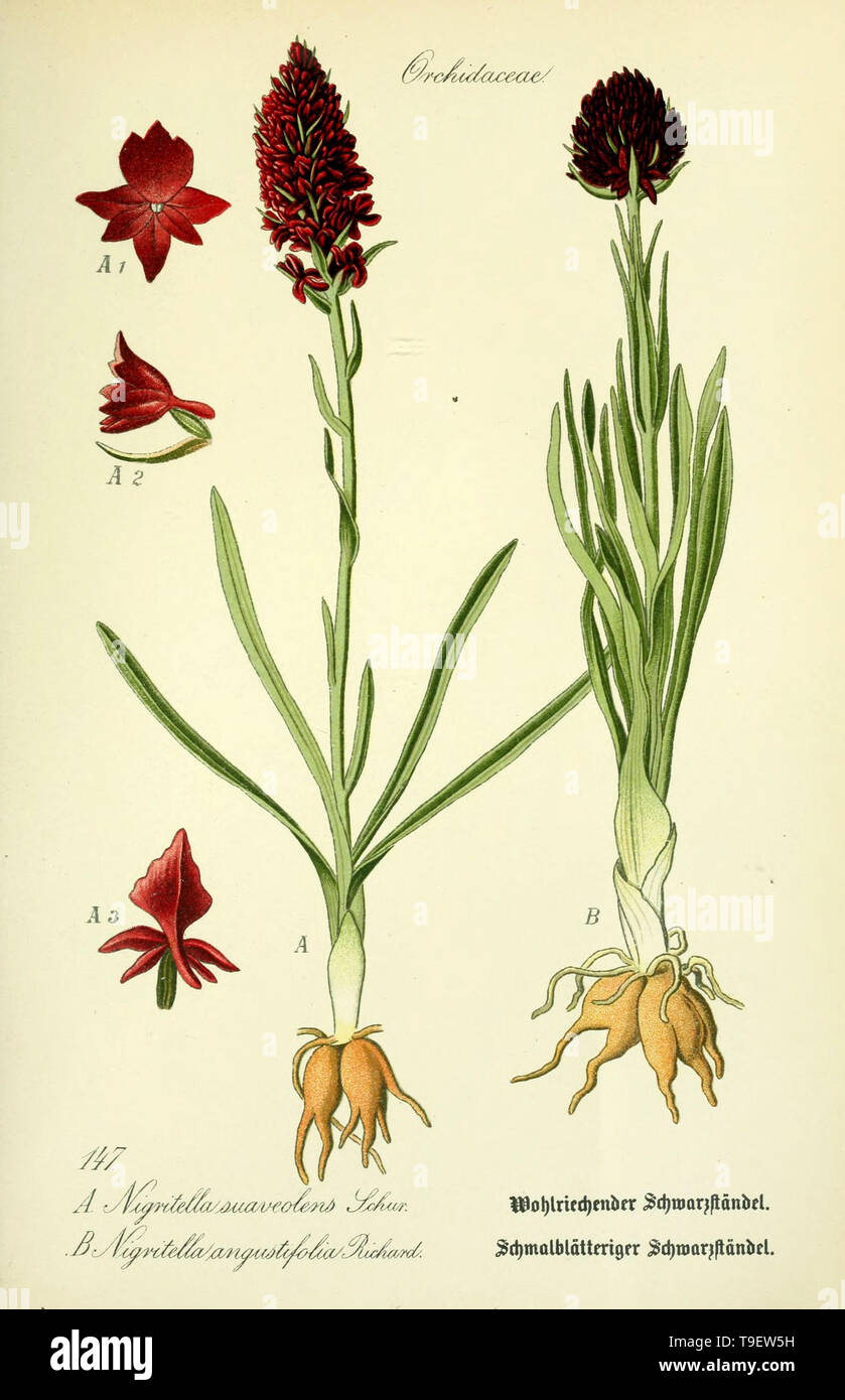 Beautiful vintage hand drawn illustrations of plants and flowers from ...