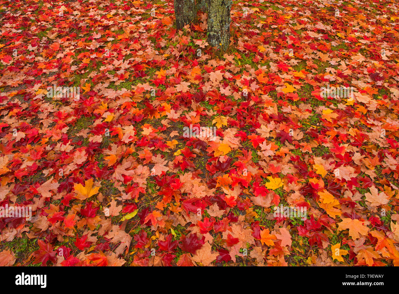 Sugar maple (Acer saccharum) leaves and tree trunk Rimouski Quebec ...