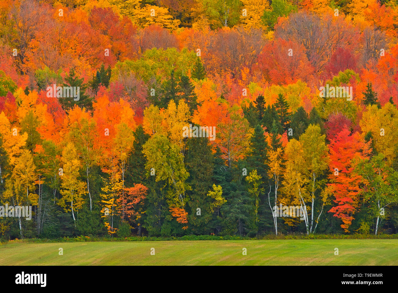 Autumn colors of mixedwood forest in Les Notre-Dame Mountains ...