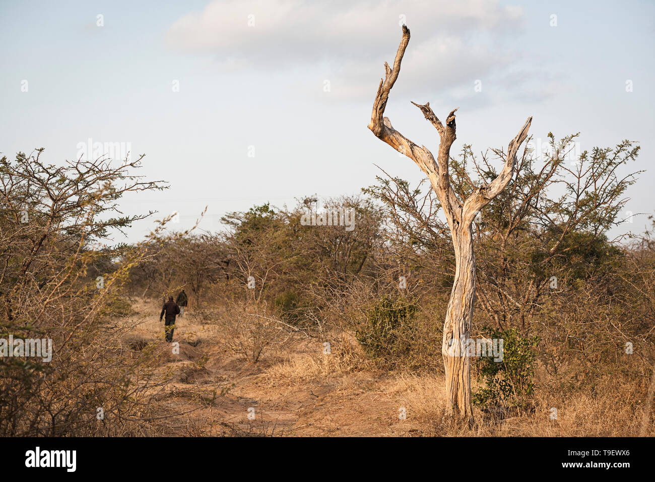 Wildlife tracking life hi-res stock photography and images - Alamy