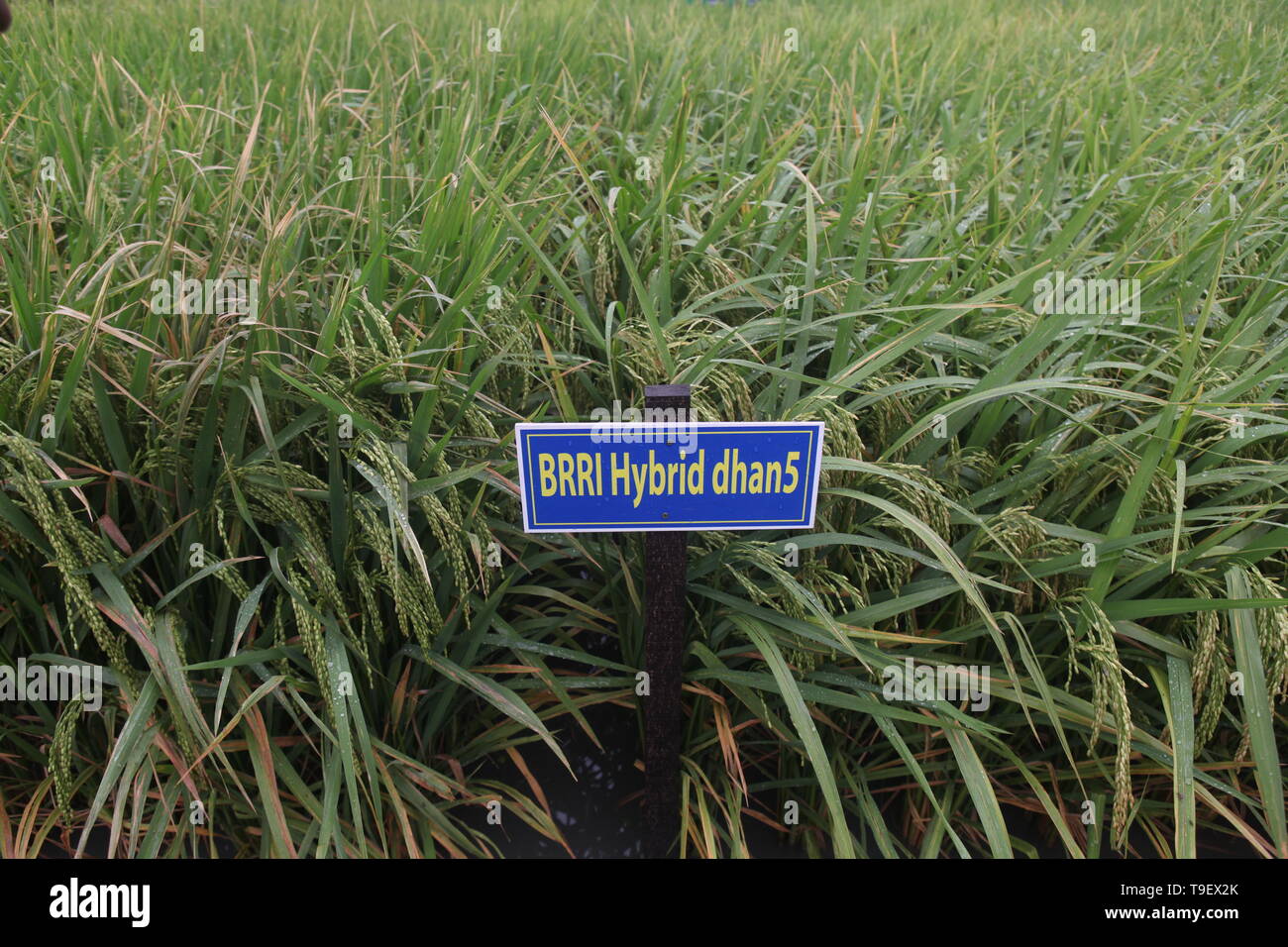 Bangladesh rice hi-res stock photography and images - Alamy