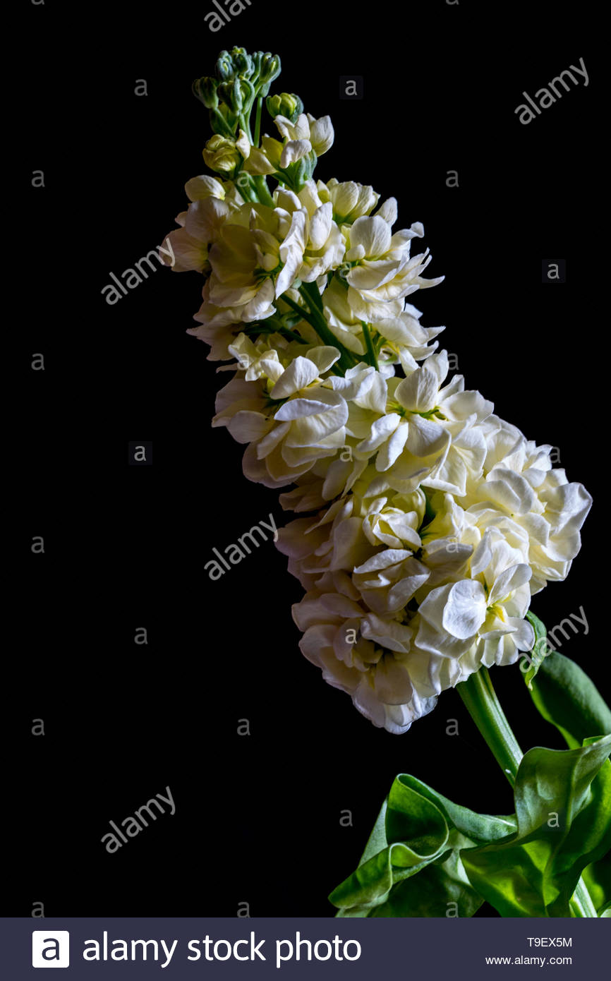 Incana Stock Photos & Incana Stock Images - Alamy