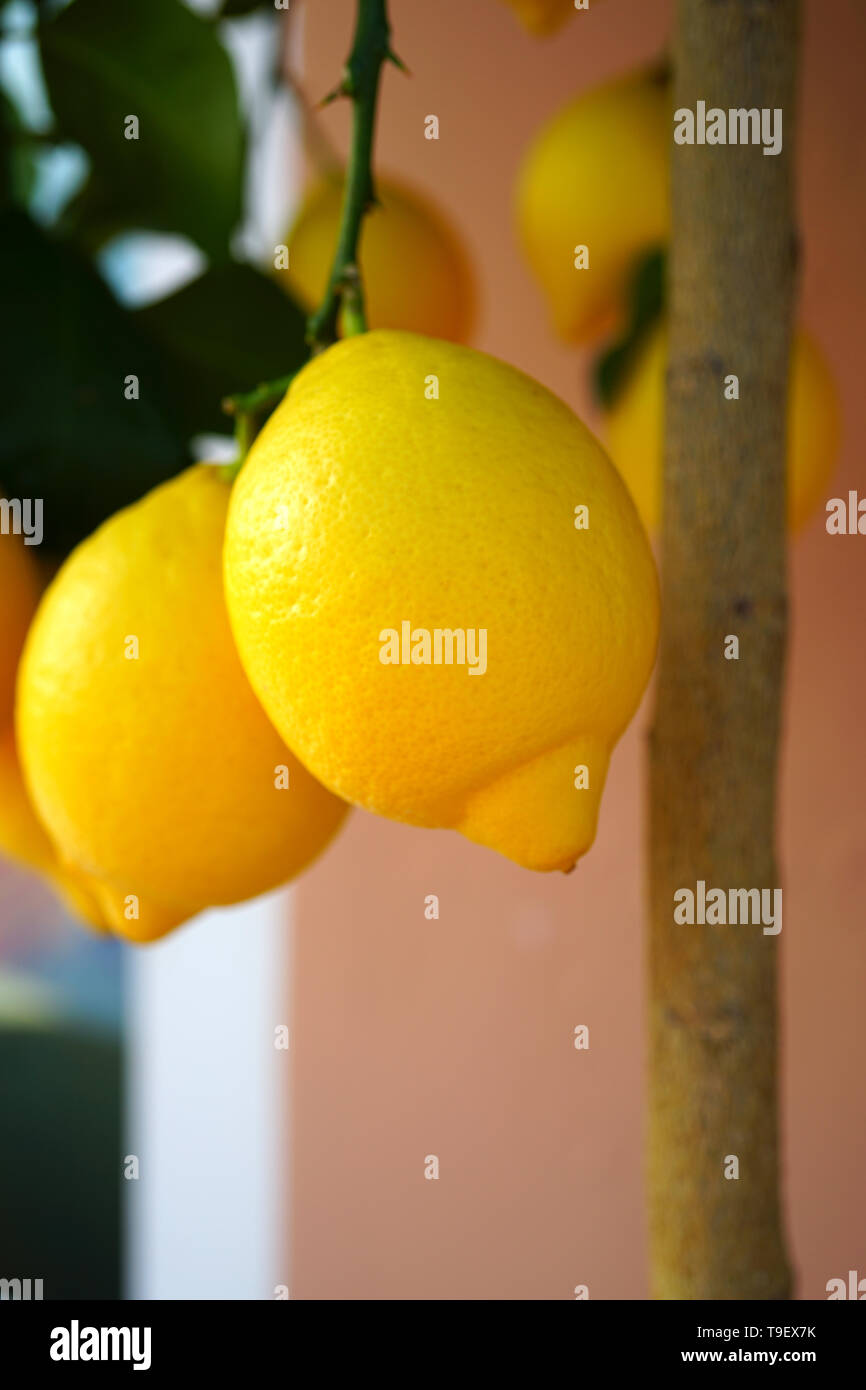 Yellow lemon fruit growing on a tree Stock Photo - Alamy