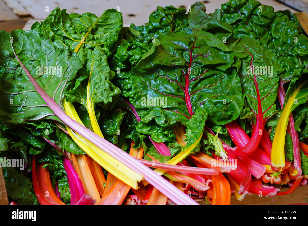 Bunches of rainbow Swiss chard with bright red and orange stalks and ...