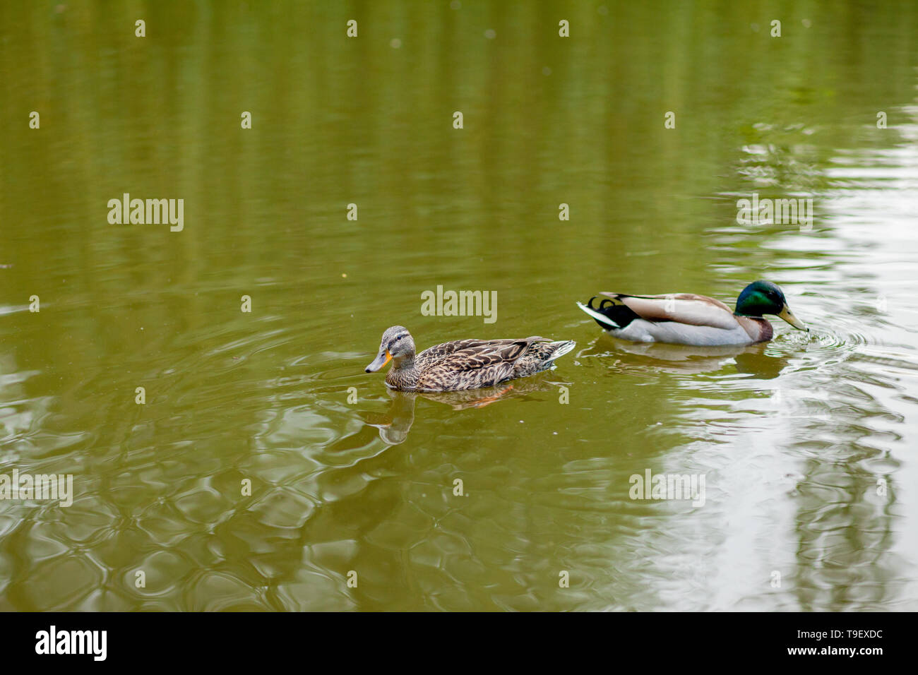 A Hen and Drake Mallard Duck swim together Stock Photo - Alamy