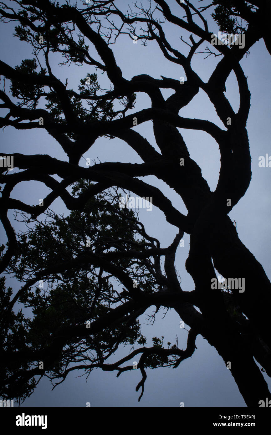 A natural unique tree branches silhouette Stock Photo - Alamy