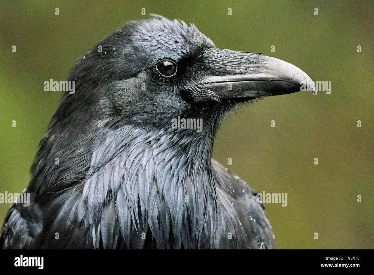 North america national bird hi-res stock photography and images - Alamy