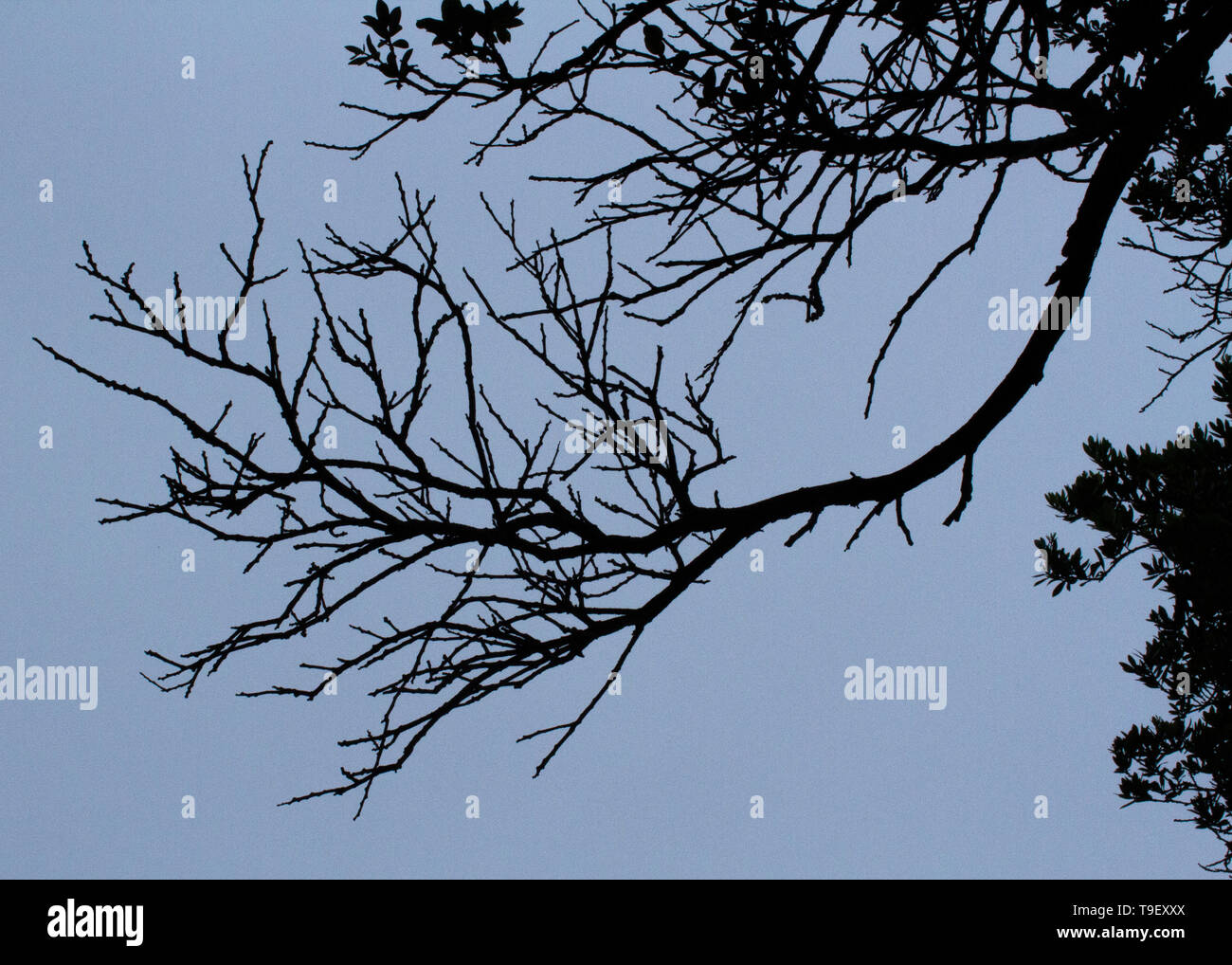 A natural unique tree branches silhouette Stock Photo - Alamy