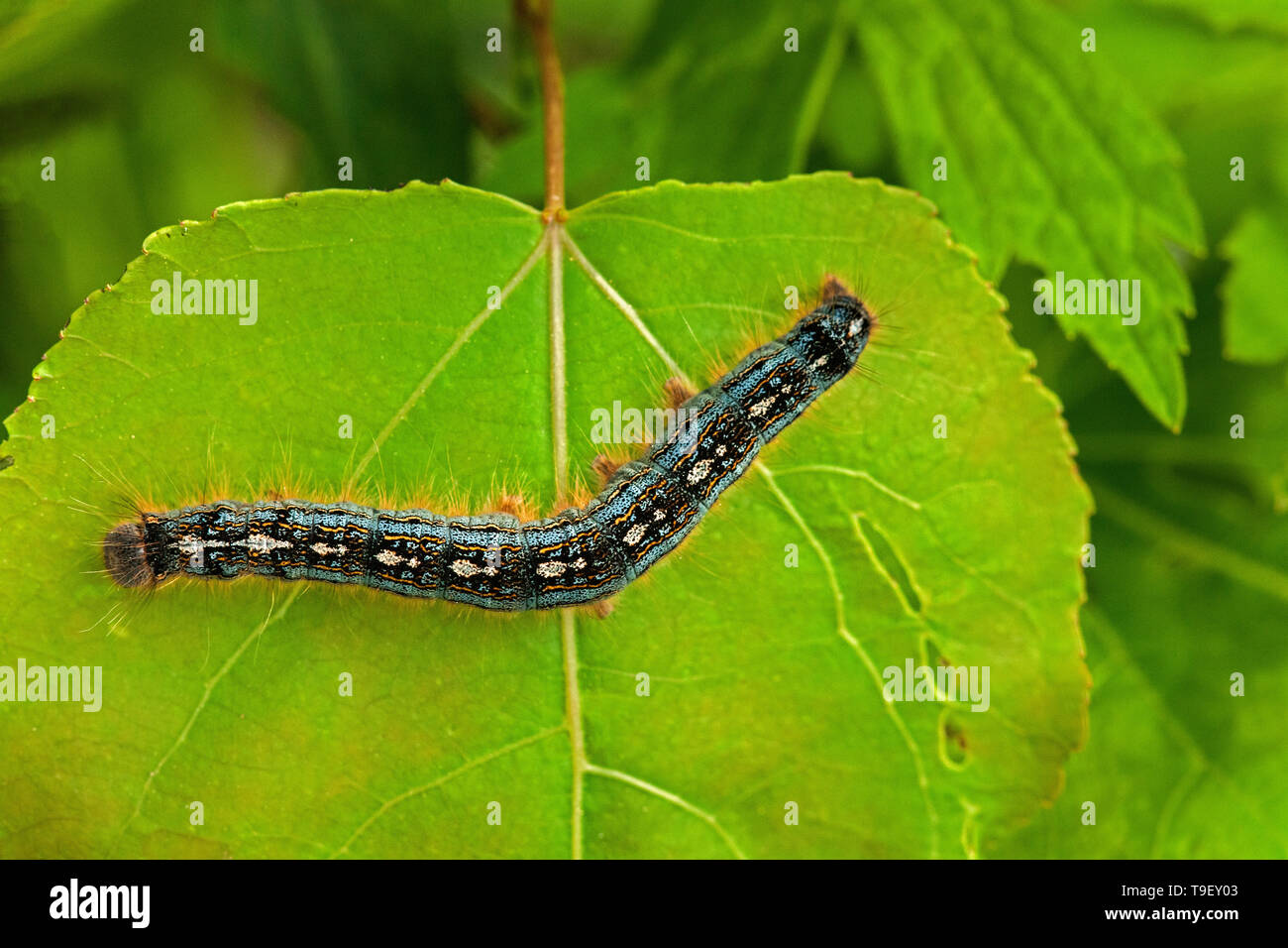 Forest Tent Caterpillar Moth