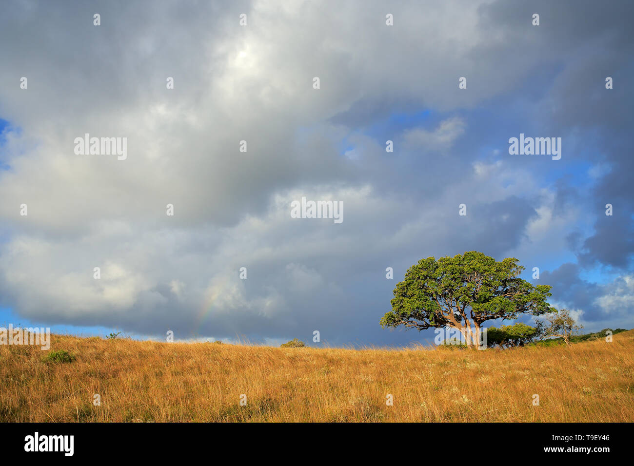 African savannah landscape with trees in grassland with a cloudy sky ...