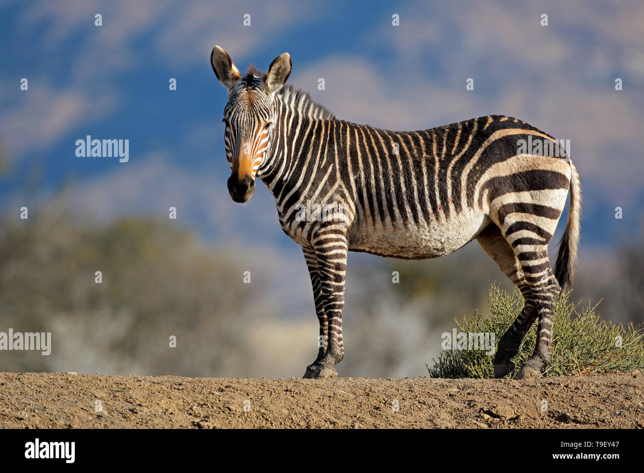 Cape mountain zebra (Equus zebra) in natural habitat, Mountain Zebra ...