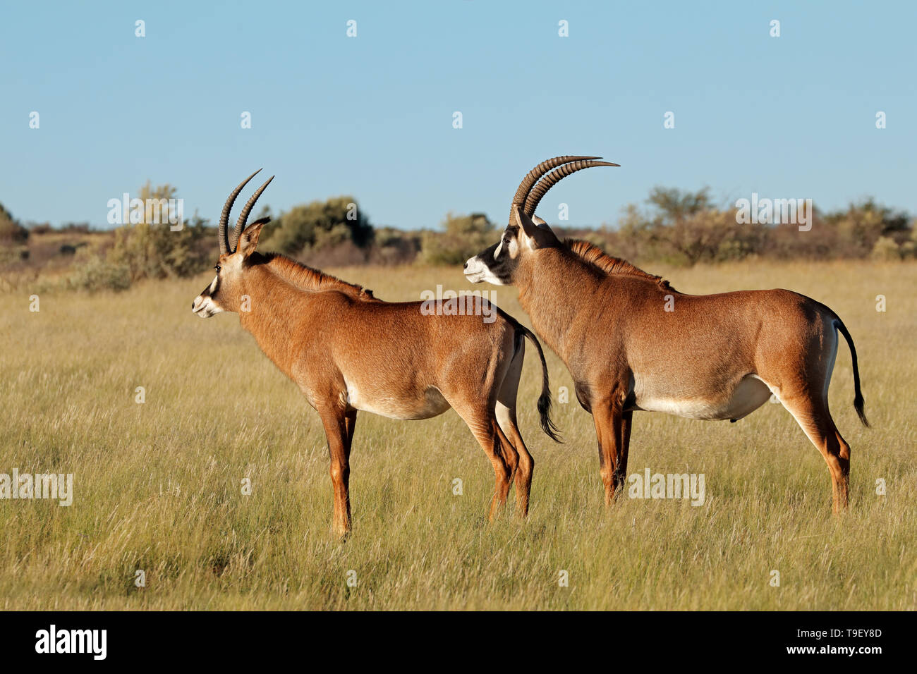 Roan antelopes hi-res stock photography and images - Alamy