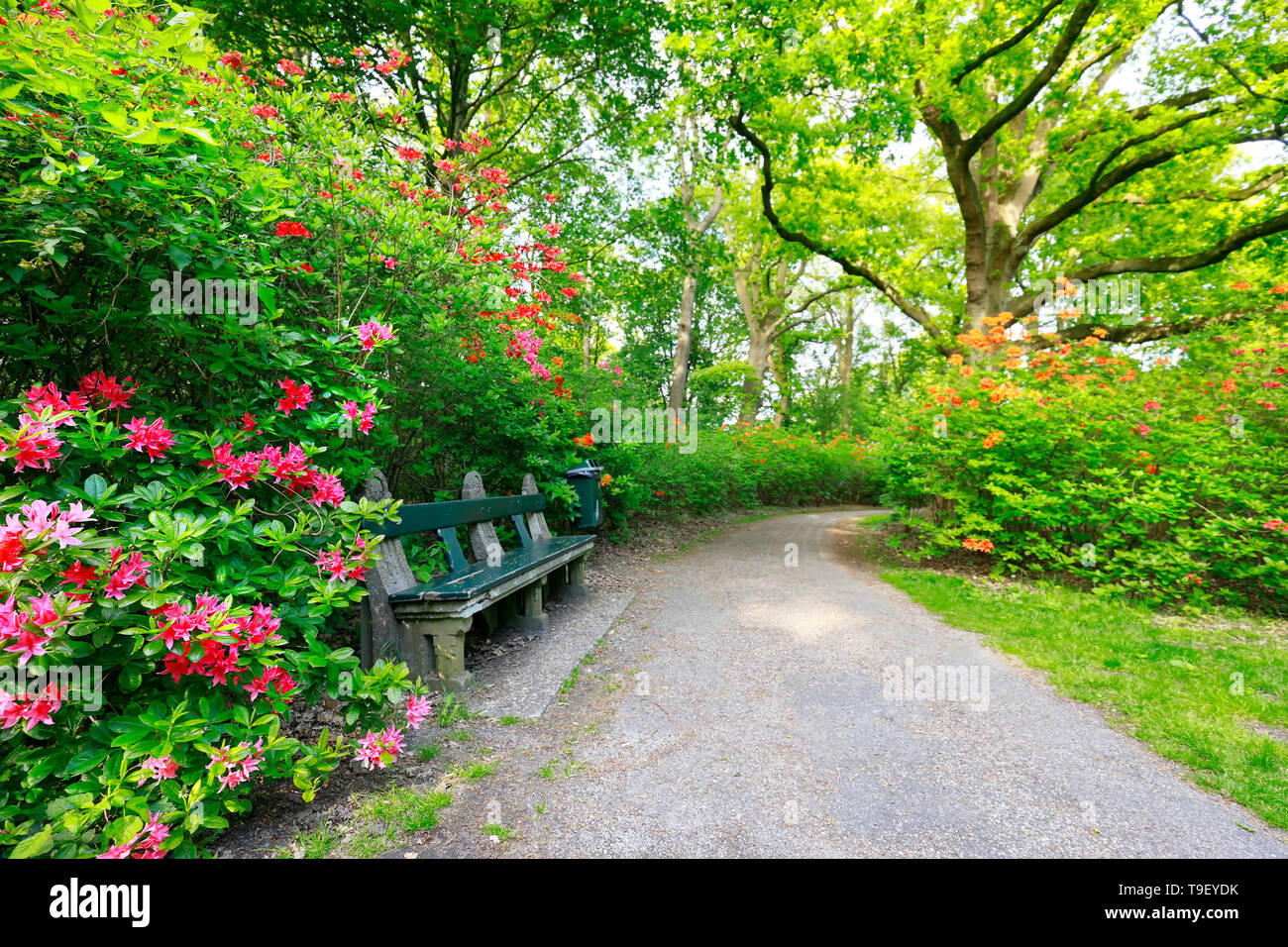 beautiful spring green park with many flowers along walk path Stock ...