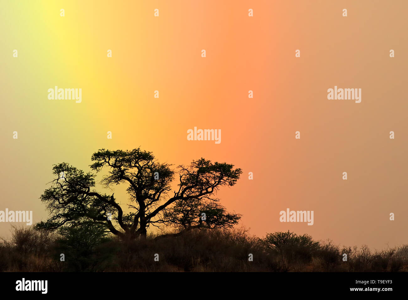 Rainbow tree hi-res stock photography and images - Alamy