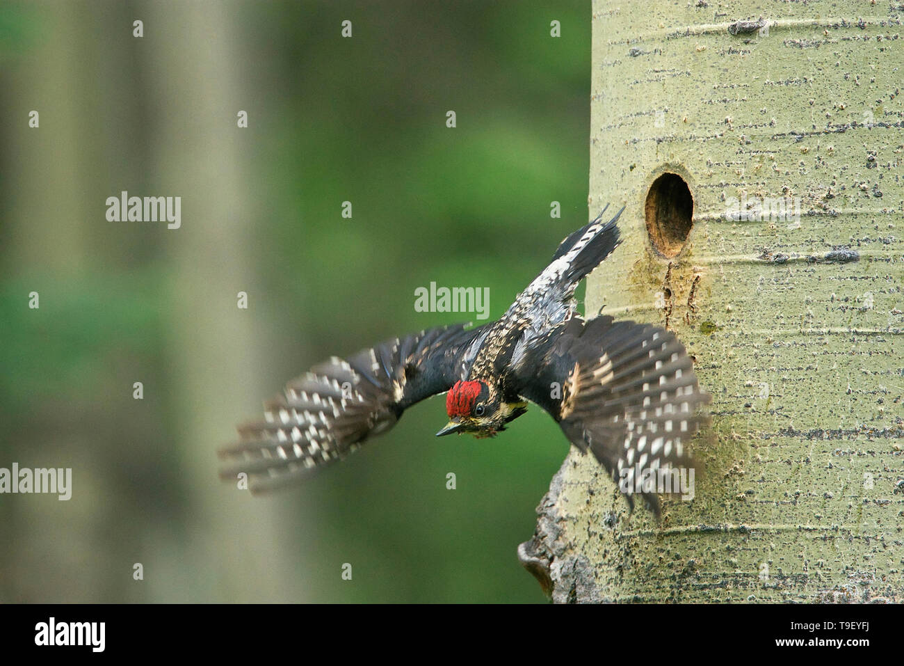Yellow-bellied sapsucker (Sphyrapicus varius) leaving nest in mature ...