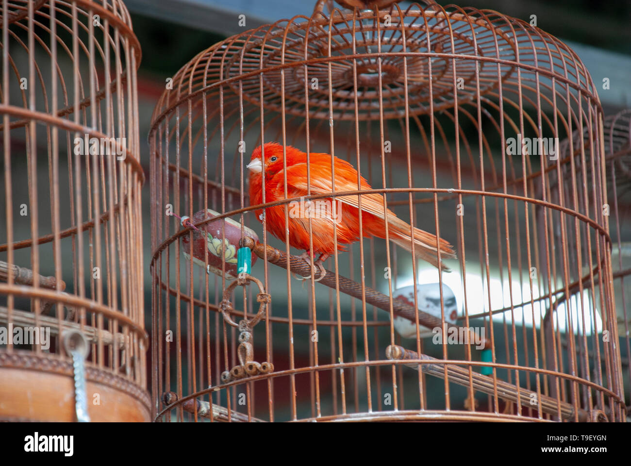 Hong kong bird garden on yuen po street hi-res stock photography and ...