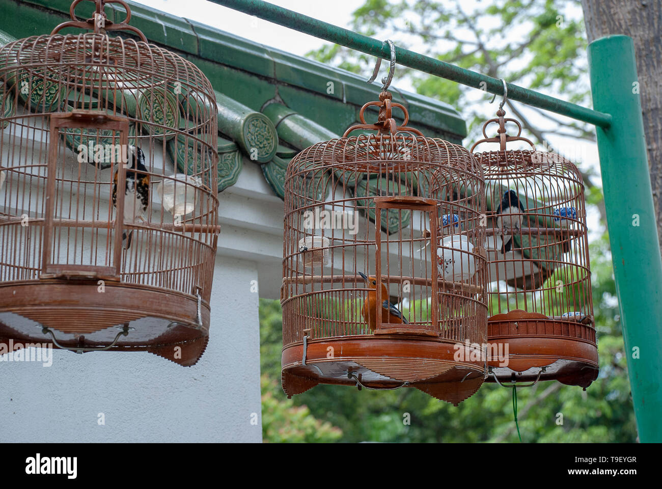 The Hong Kong Bird Market in Yuen Po Bird Garden on Kowloon Stock Photo ...