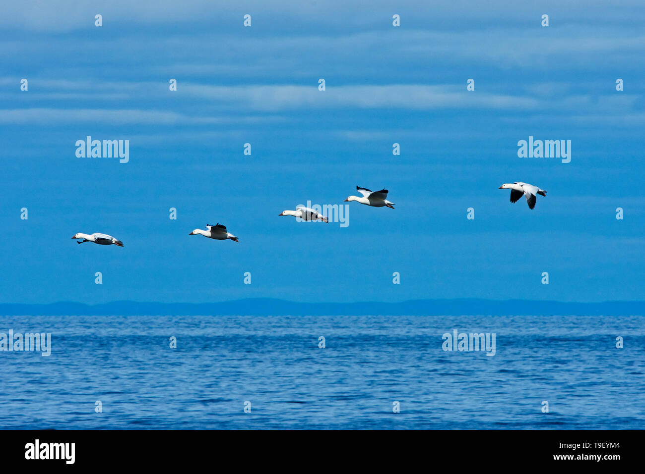 Snow goose (Anser caerulescens) in the Saint-Lawrence River, Saint ...