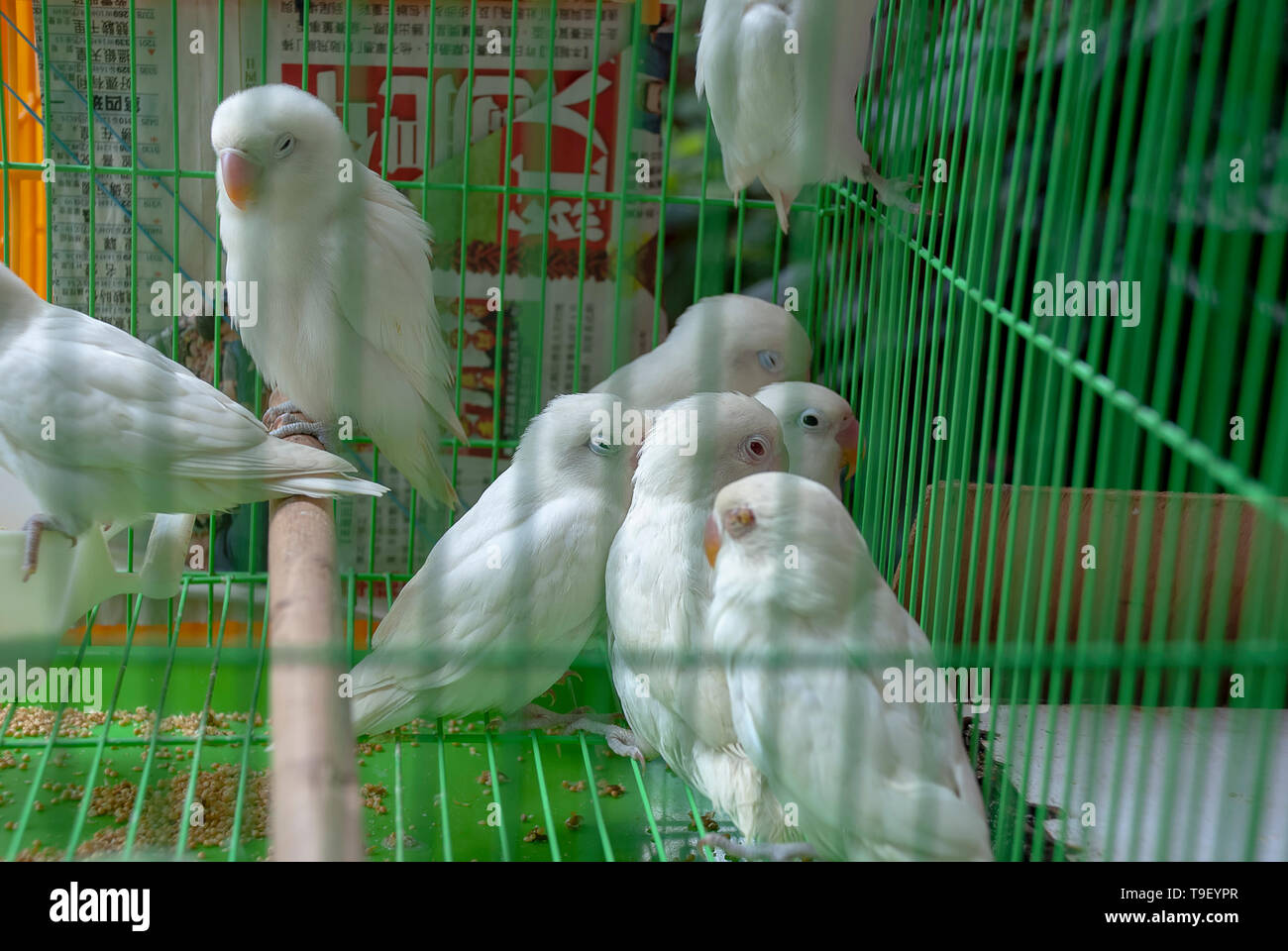 The Hong Kong Bird Market in Yuen Po Bird Garden on Kowloon Stock Photo ...