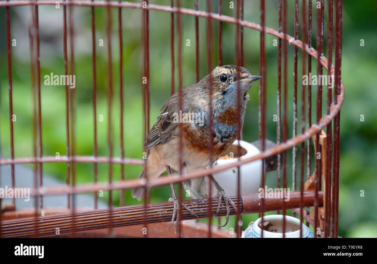 The Hong Kong Bird Market in Yuen Po Bird Garden on Kowloon Stock Photo ...