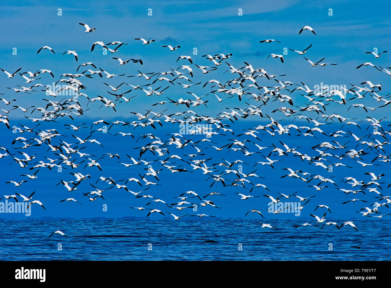 Snow goose (Anser caerulescens) in the Saint-Lawrence River Saint-Ulric ...