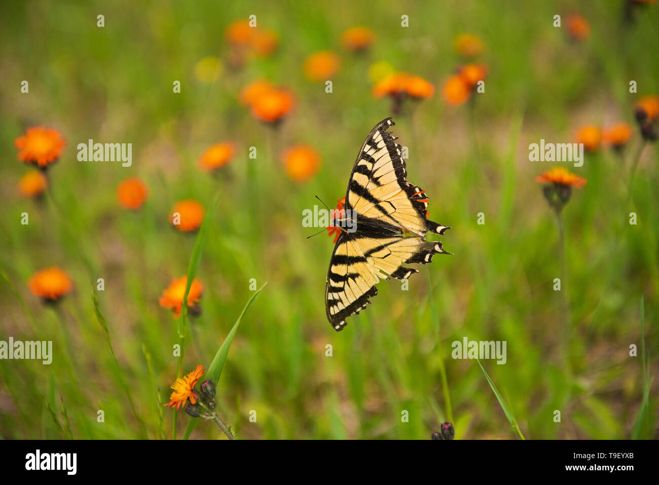 Eastern tiger swallowt hi-res stock photography and images - Alamy