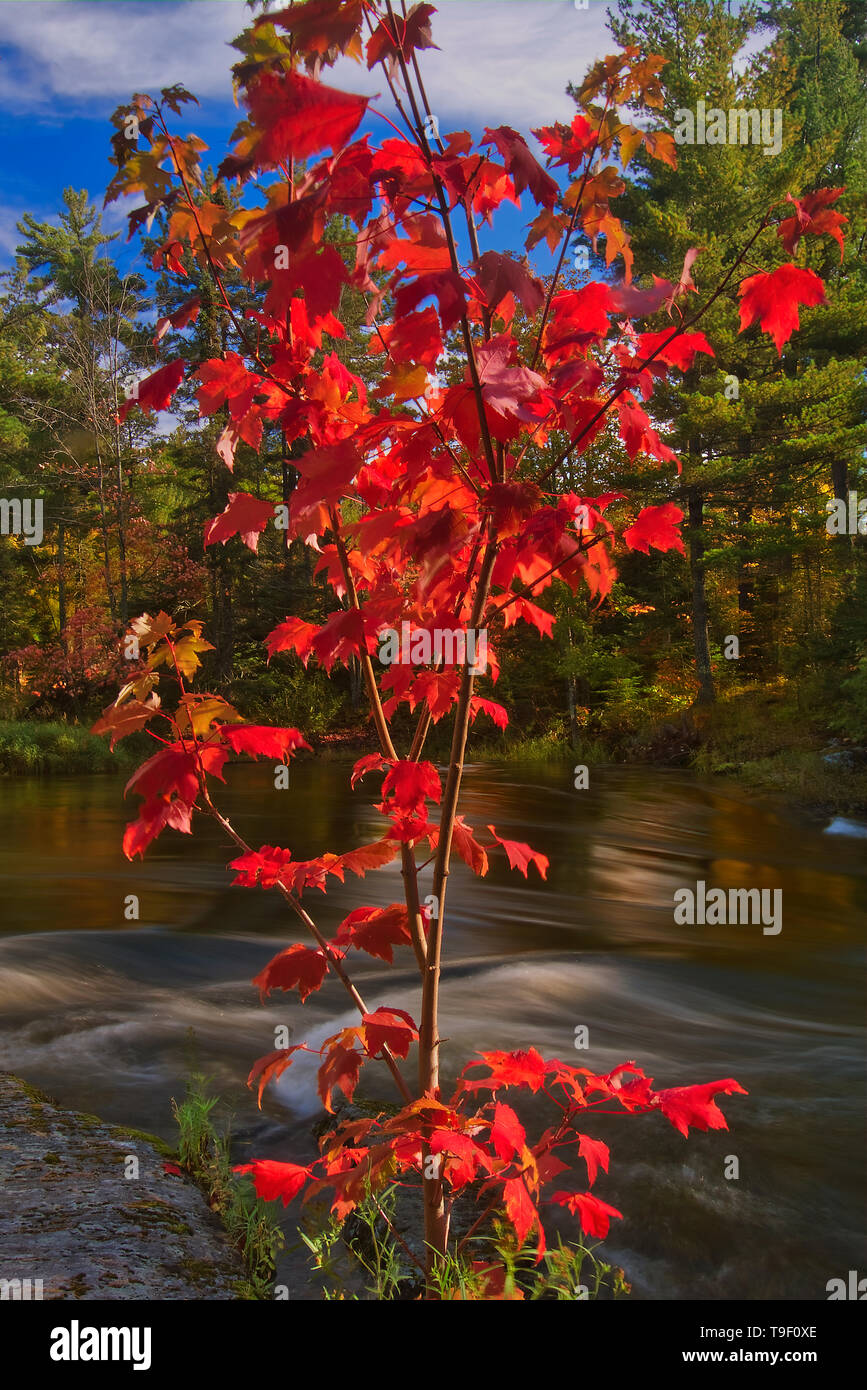 Red maple (Acer rubrum) trees in autumn color at Dryberry Creek Sioux ...
