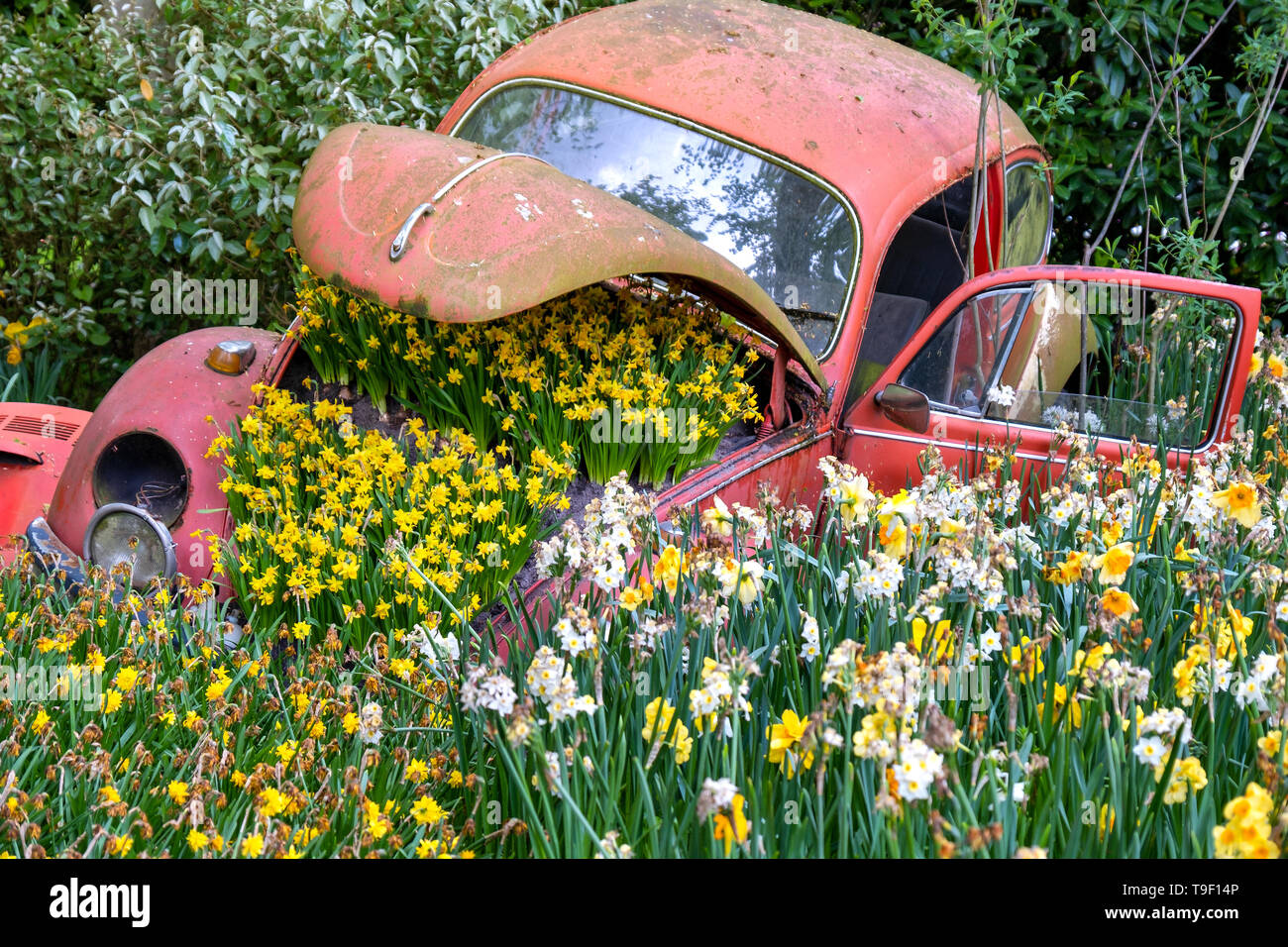 car flowers ecology green vehicle concept in spring gardens, Keukenhof ...