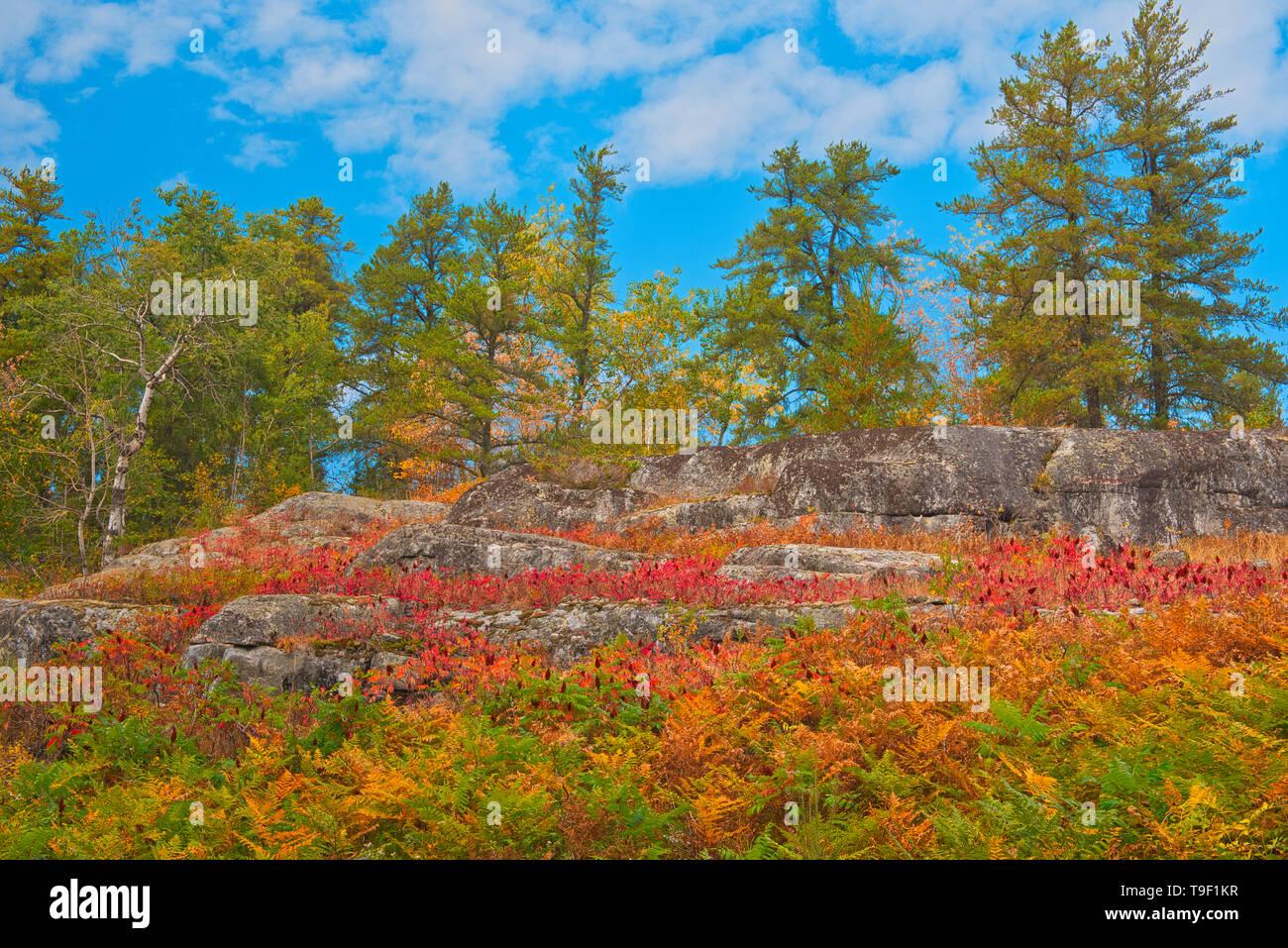 Sumac in autumn at edge of boreal forest Kenora Ontario Canada Stock ...