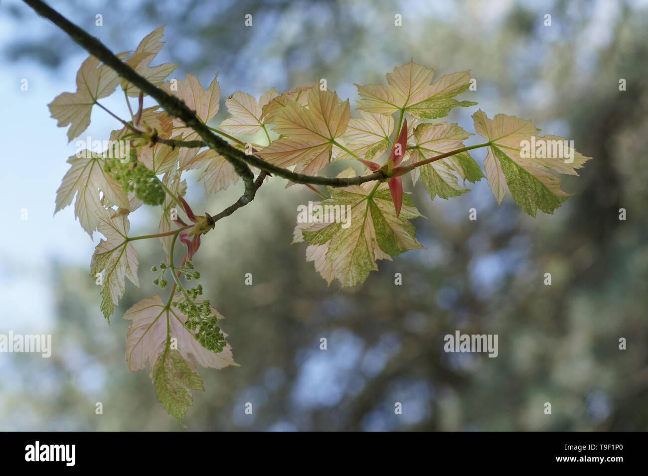 Acer pseudoplatanus 'Simon-Louis Frere' at Clyne gardens, Swansea ...