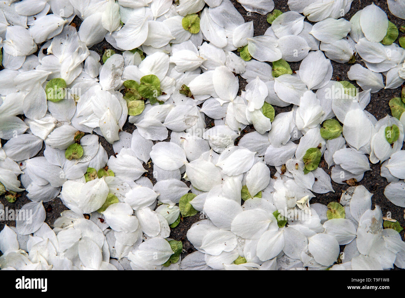 Fallen petals and flowers of the apple tree. View from above Stock ...