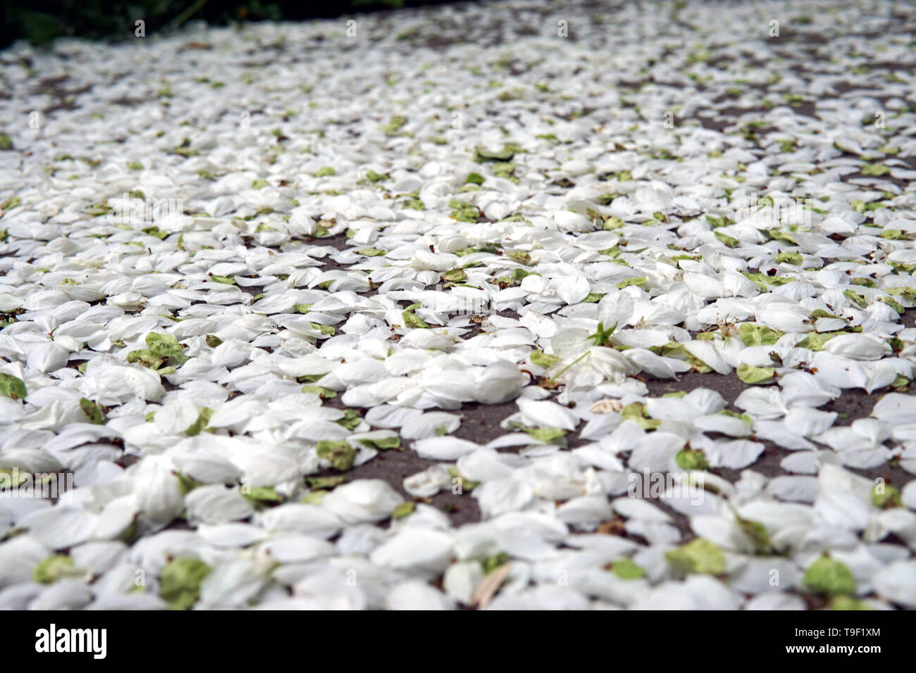 Fallen petals and flowers of the apple tree. View from above Stock ...