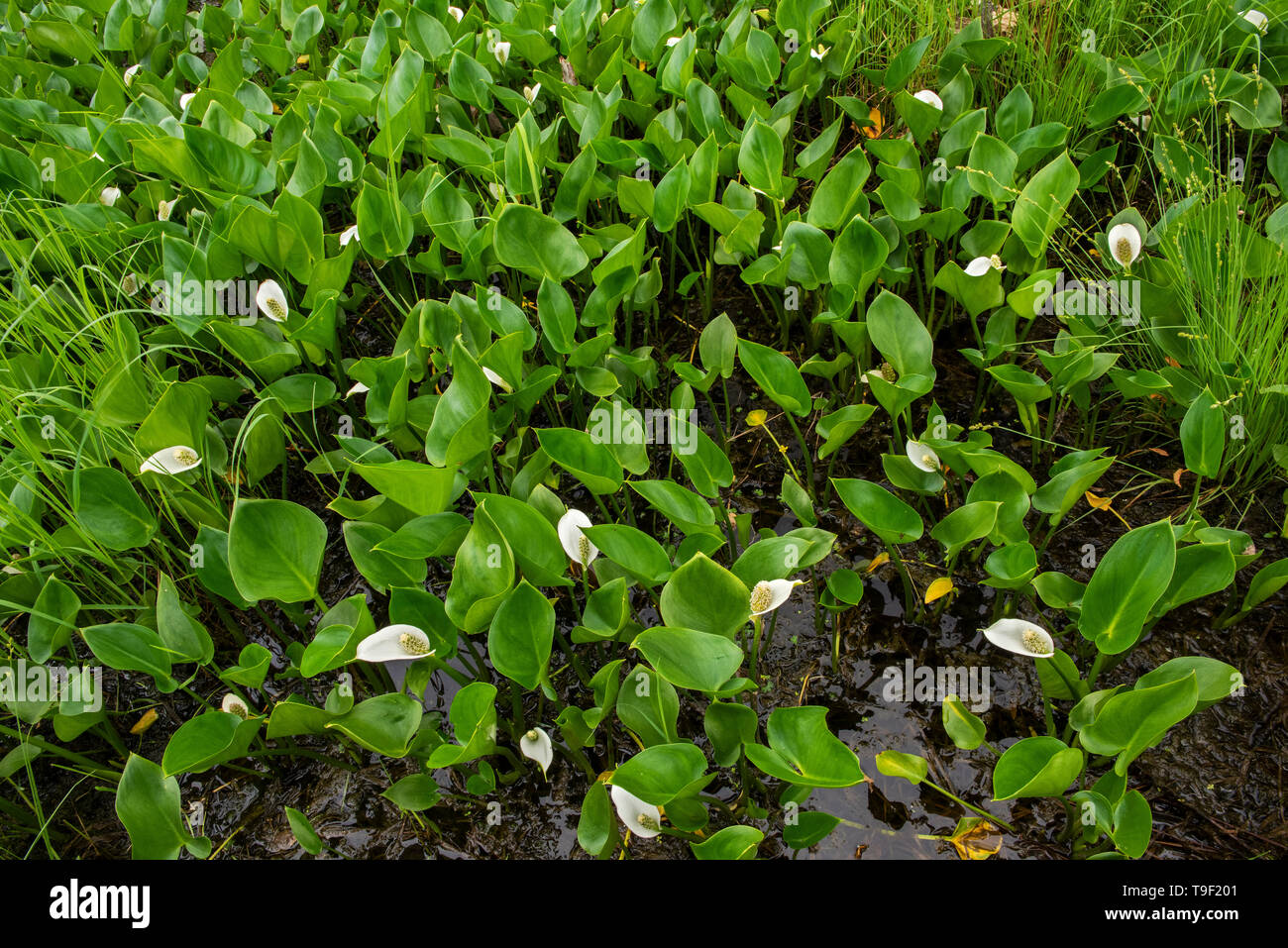 Water Arum (Calla palustris) blossoms growing in marsh on Kendall Inlet ...