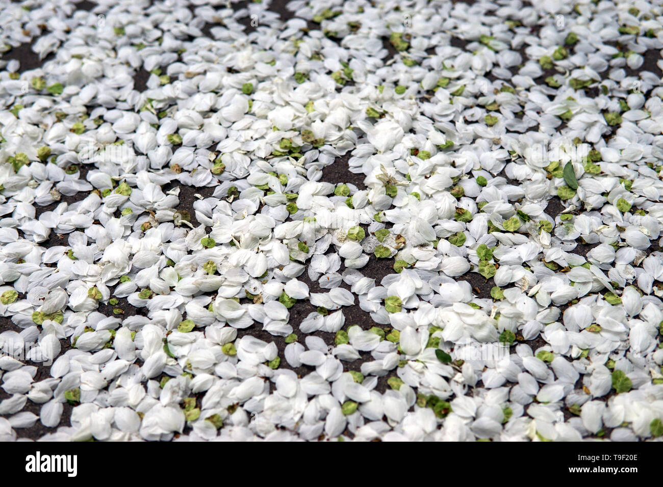 Fallen petals and flowers of the apple tree. View from above Stock ...