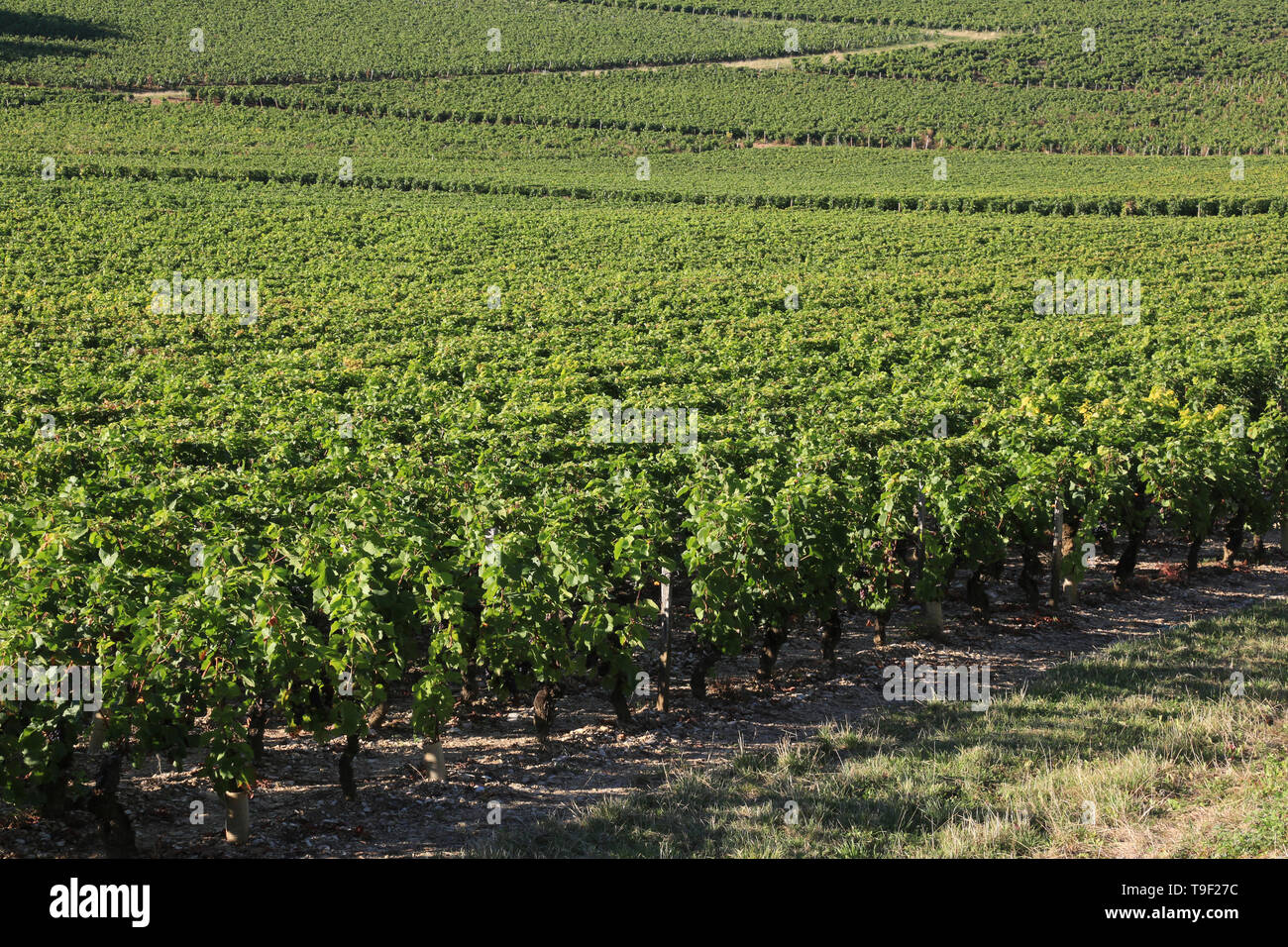 Plante vigne hi-res stock photography and images - Alamy