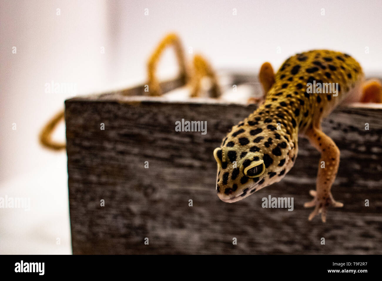 Goose pimples hi-res stock photography and images - Alamy