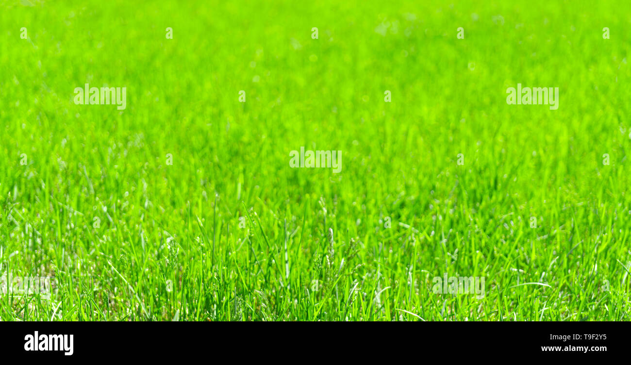 green grass field background soft focus Stock Photo - Alamy