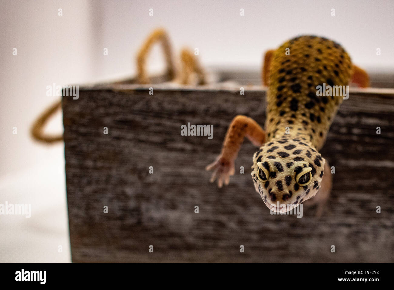 Cat gecko hi-res stock photography and images - Alamy