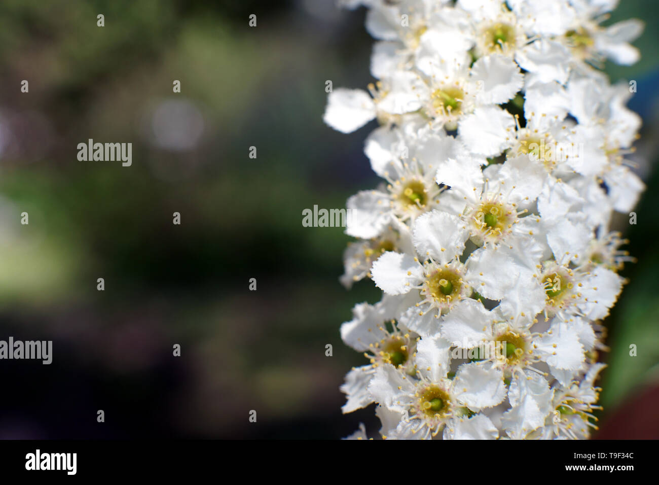 Bird cherry branch, Prunus padus, with white flowers. Prunus, hackberry ...