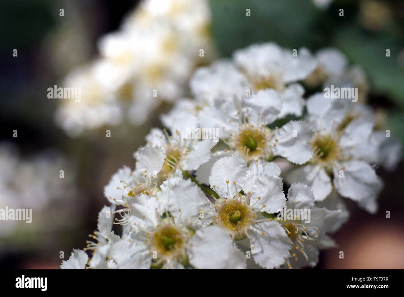 Bird cherry branch, Prunus padus, with white flowers. Prunus, hackberry ...
