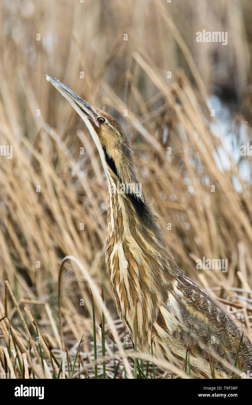 American bittern, Botaurus lentiginosus, camouflaging among reeds at ...