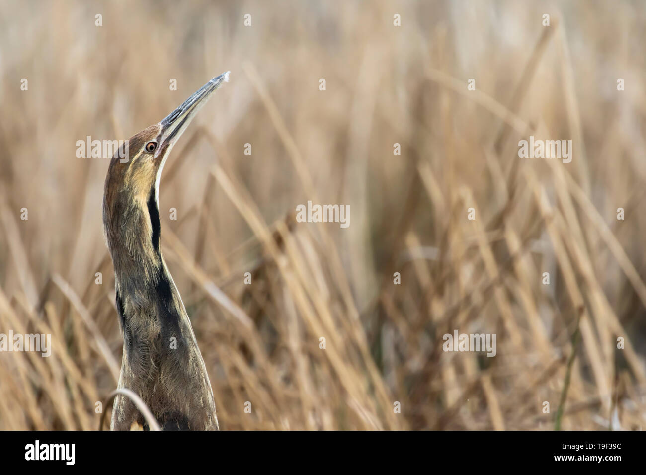 American bittern, Botaurus lentiginosus, camouflaging among reeds at ...