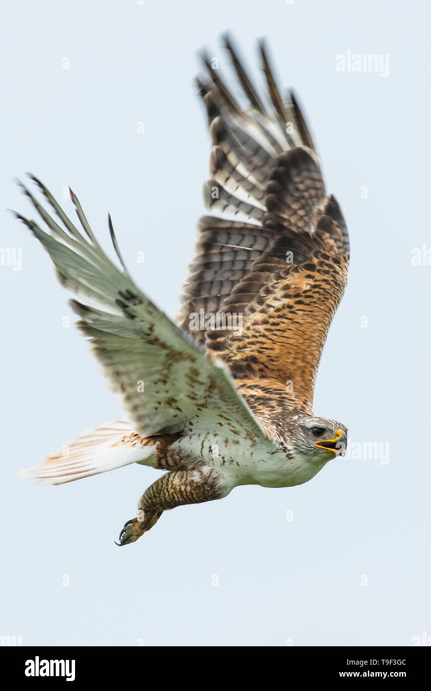 Monarch alberta hi-res stock photography and images - Alamy