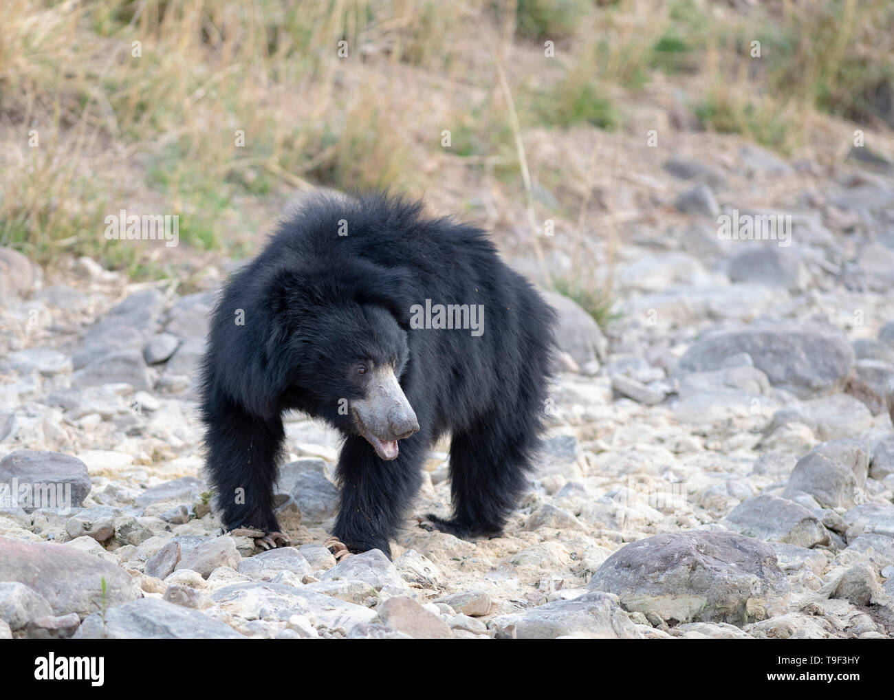 Sloth bear teeth hi-res stock photography and images - Alamy