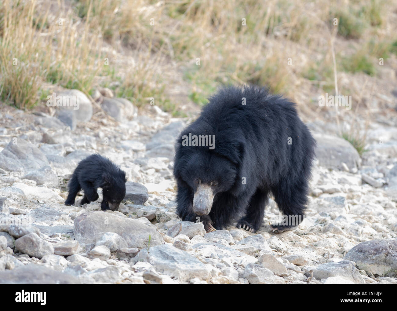 Sloth Bear Teeth High Resolution Stock Photography and Images - Alamy