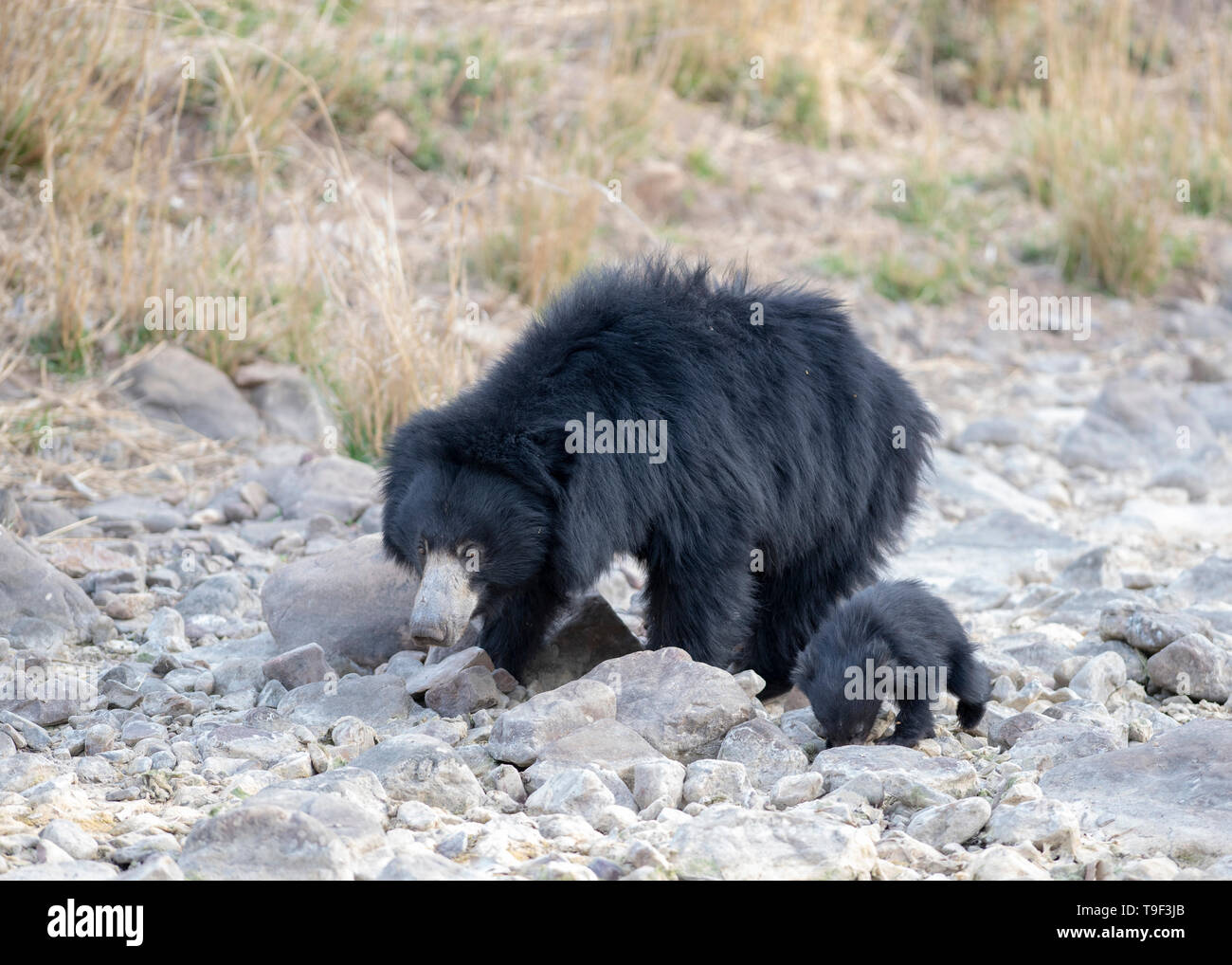 Sloth bear teeth hi-res stock photography and images - Alamy