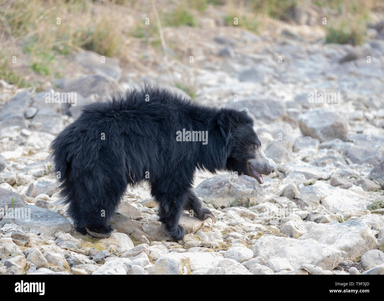 Sloth bear teeth hi-res stock photography and images - Alamy