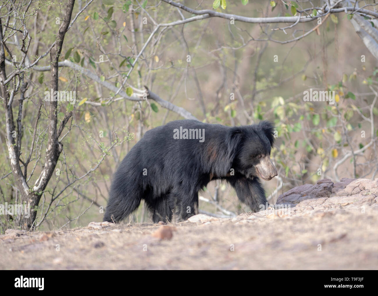 Sloth bear teeth hi-res stock photography and images - Alamy
