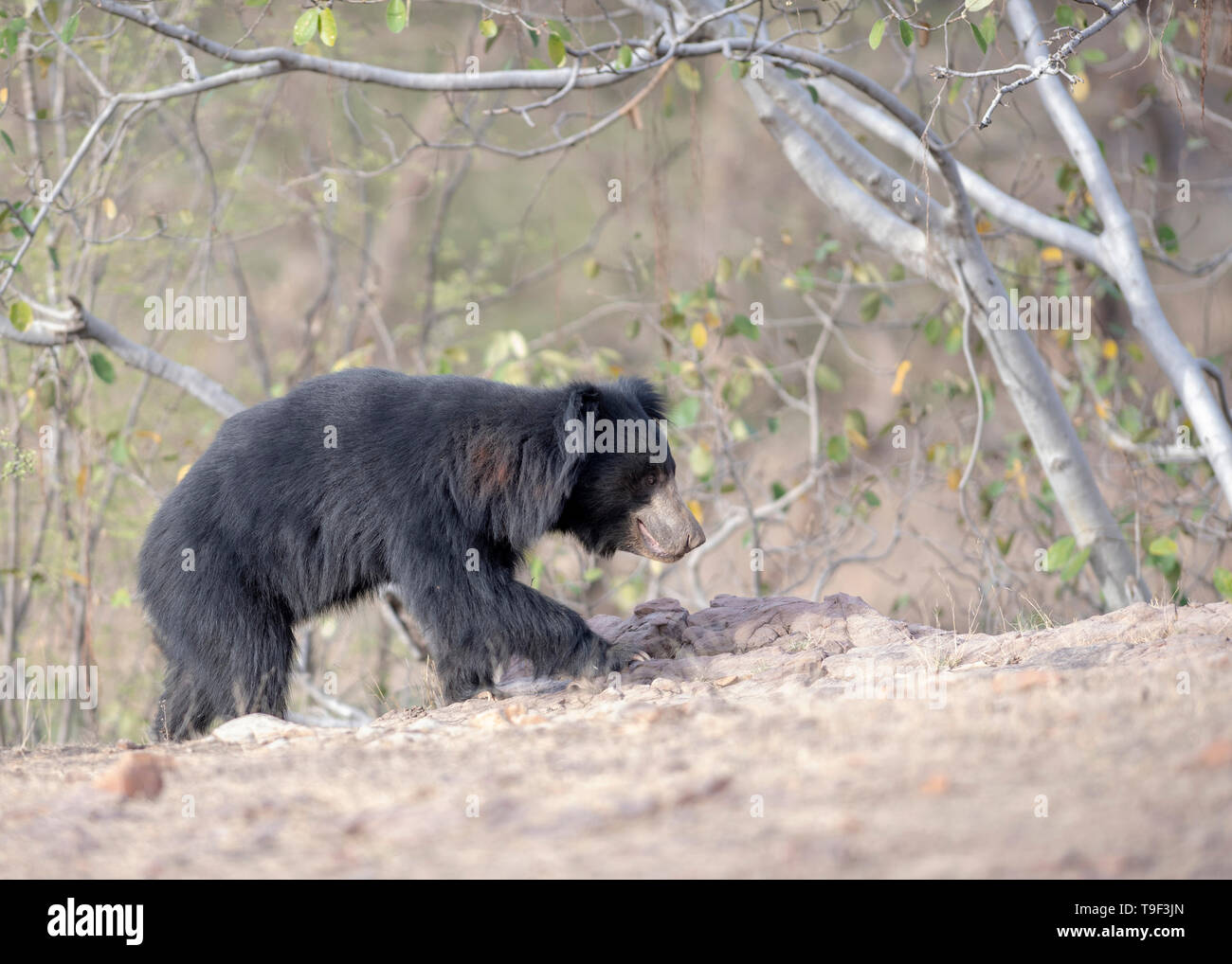 Sloth bear teeth hi-res stock photography and images - Alamy