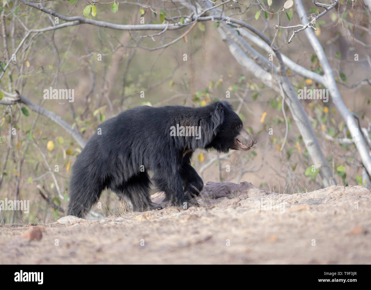 Eats termites hi-res stock photography and images - Alamy